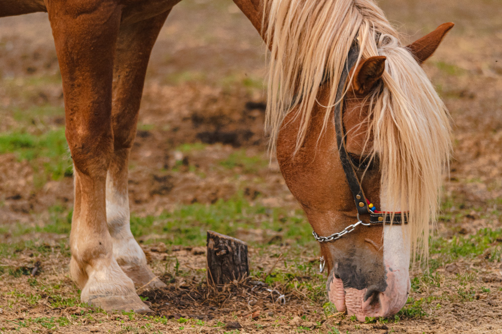 Consejos para mantener una alimentación equilibrada para tu caballo ...